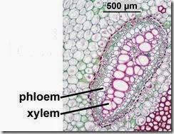 Xylem And Phloem Microscope Hd