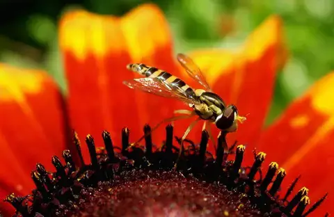 Explain Why Insect Pollinated Flowers Have Sticky Pollen Grains | Best ...