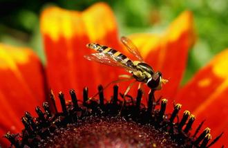 Why Does Insect Pollinated Flowers Have Sticky Pollen | Best Flower Site